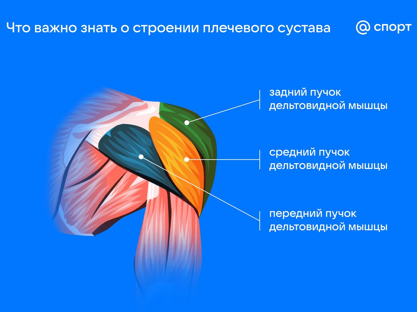 Упражнения на плечи 8 эффективных упражнений как накачать задние